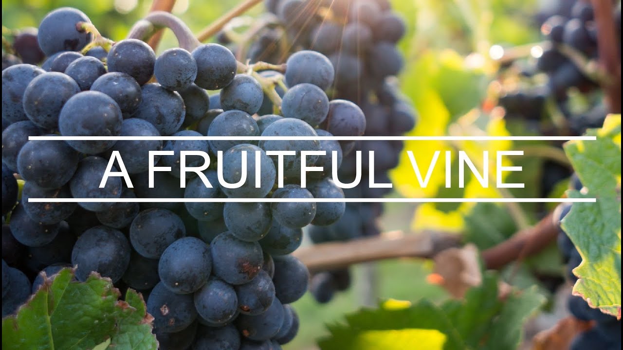 A Fruitful Vine - YouTube