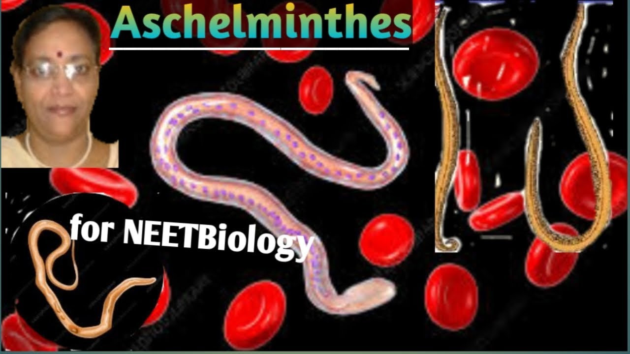 @Animal Kingdom: Aschelminthes - YouTube