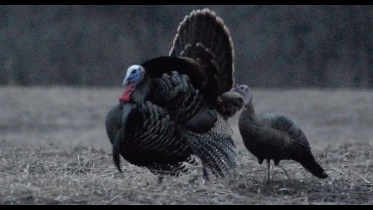 Surprise Turkey - Cole's Opening Morning Bird - YouTube