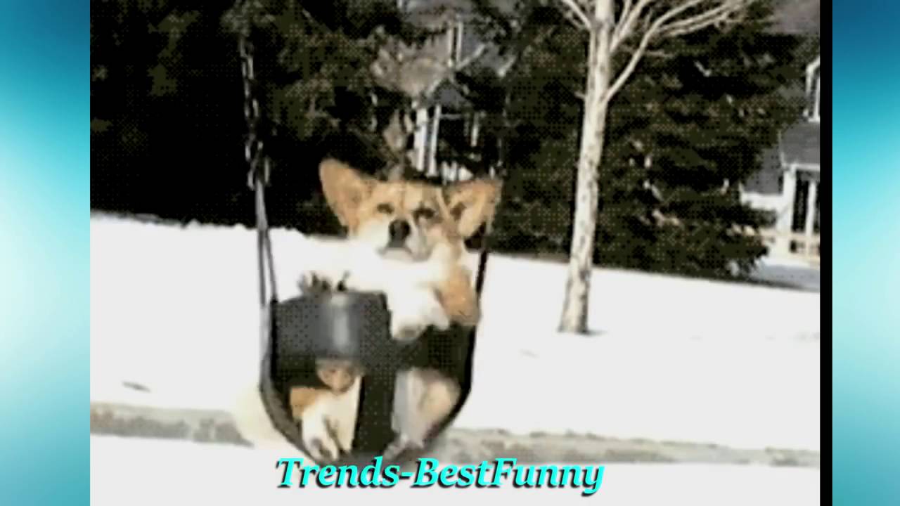 Funny Stupid Videos_Gifs Compilation - LOL (TRY NOT TO LAUGH) - YouTube