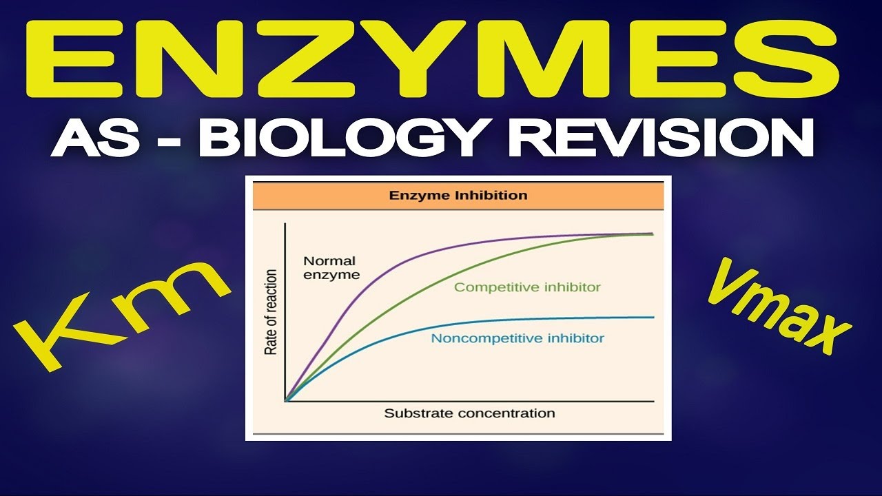 Enzymes Part 3: AS Biology Revision - YouTube