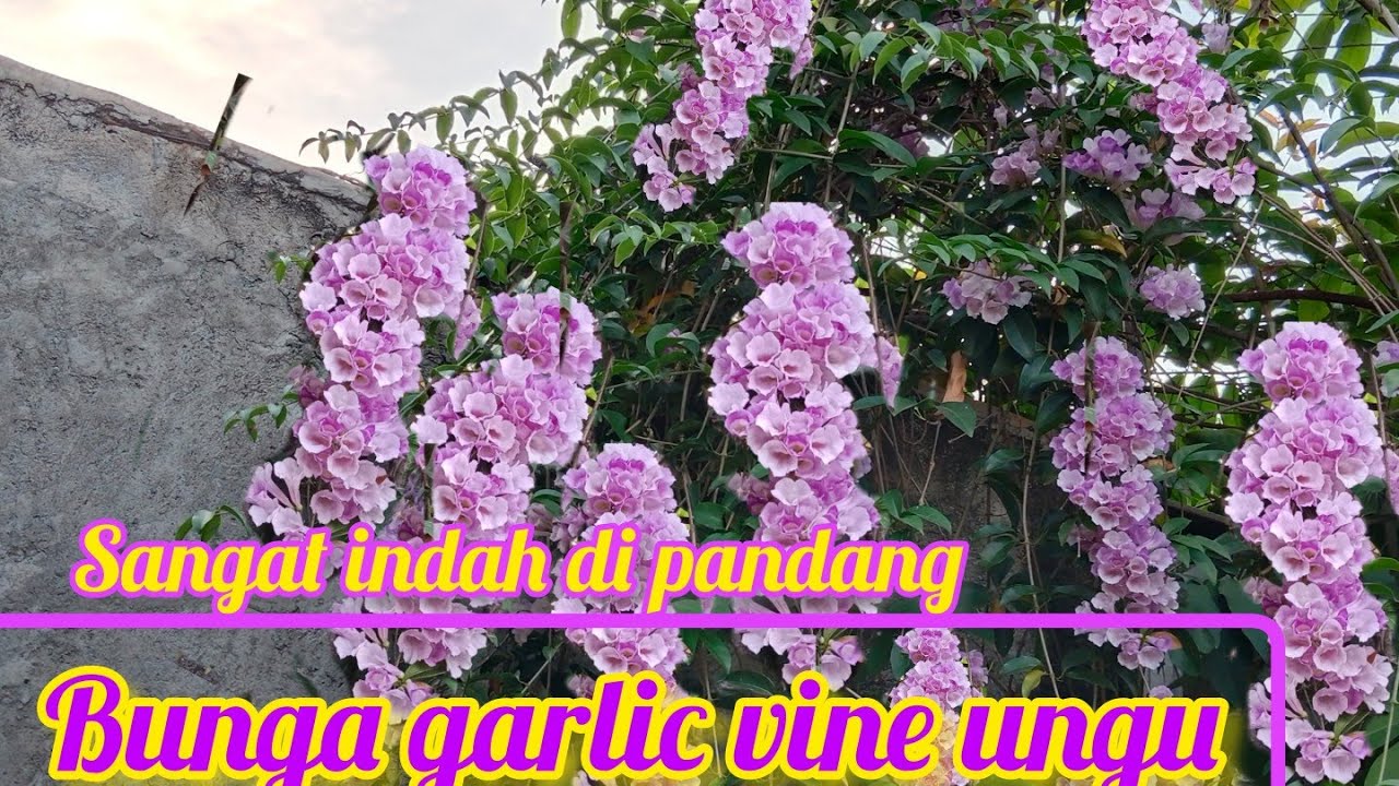 bunga garlic vine ungu sangat cantik - YouTube