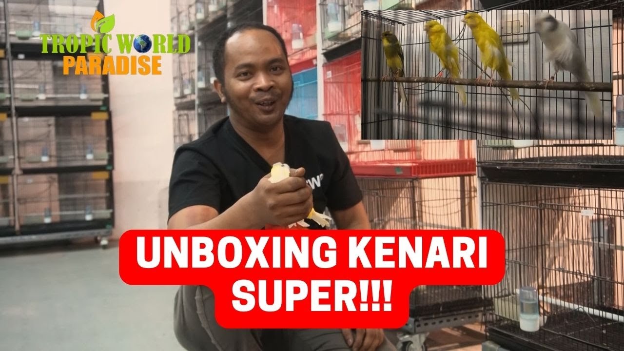 UNBOXING KENARI SUPER TOP GREAT - YouTube
