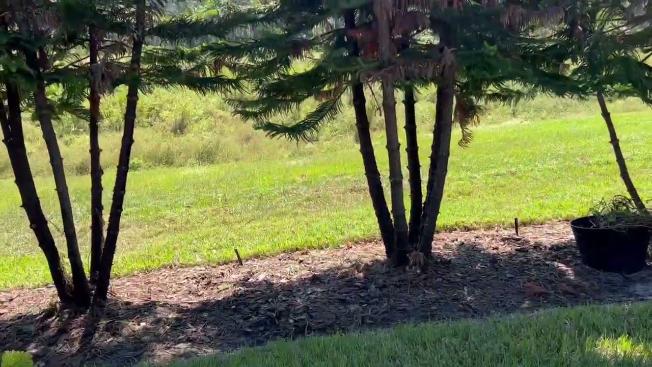 Norfolk Island Pine Privacy Trim/Large Palms Planted/Large Trees ...