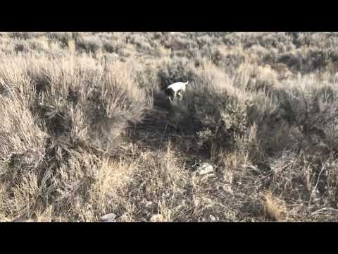 Braque Francais Hunting for Chukar in Utah
