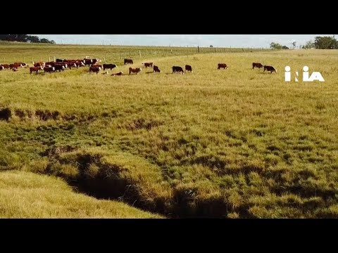 Capín Annoni una invasora silenciosa - YouTube