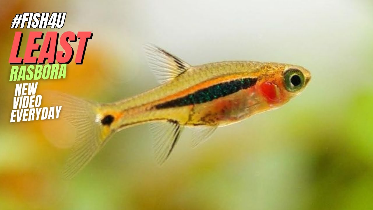 "Least Rasbora (Boraras Urophthalmoides): The Exclamation Point Rasbora ...
