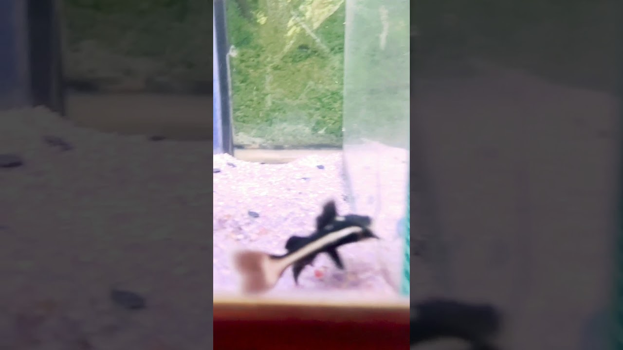 MY NEW BABY RTC MONSTER FISH...... - YouTube