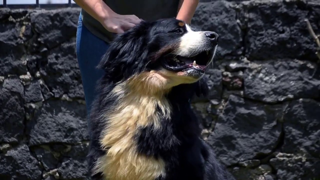 Profesional en la crianza del Bernes de la Montaña y Pastor de Brie ...
