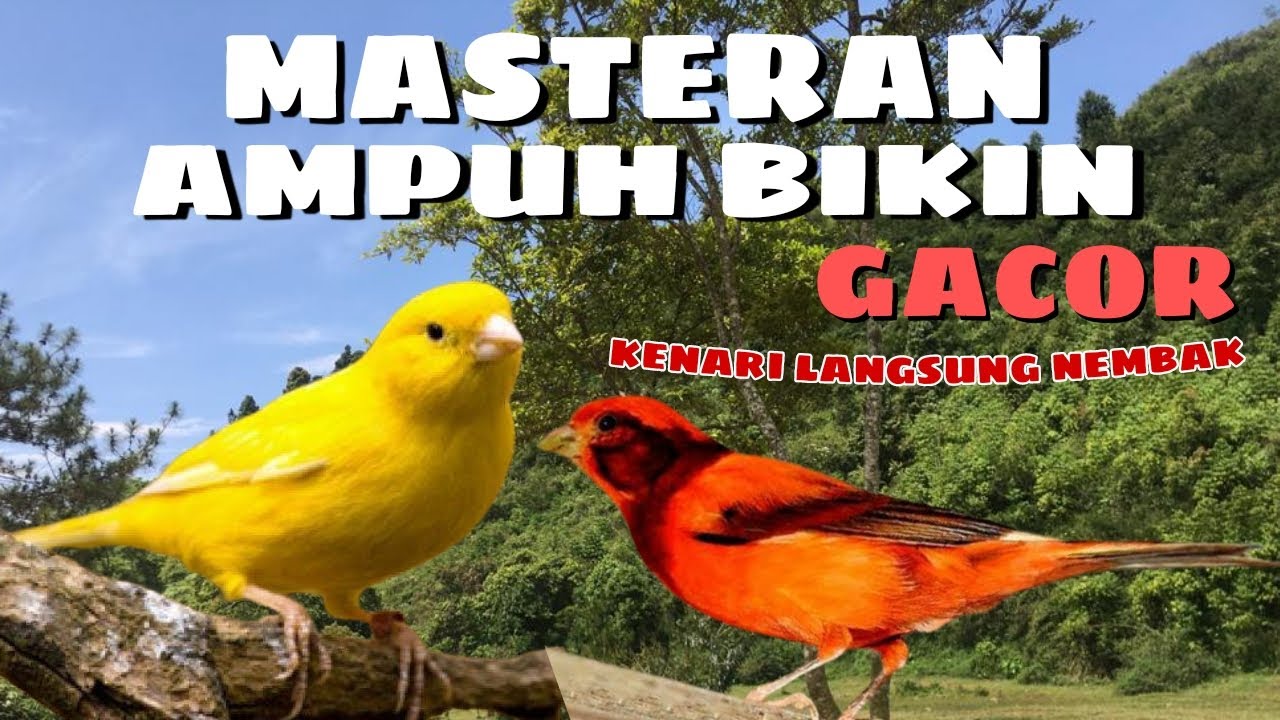 MASTERAN KENARI LOPER NGEROL PANJANG - YouTube
