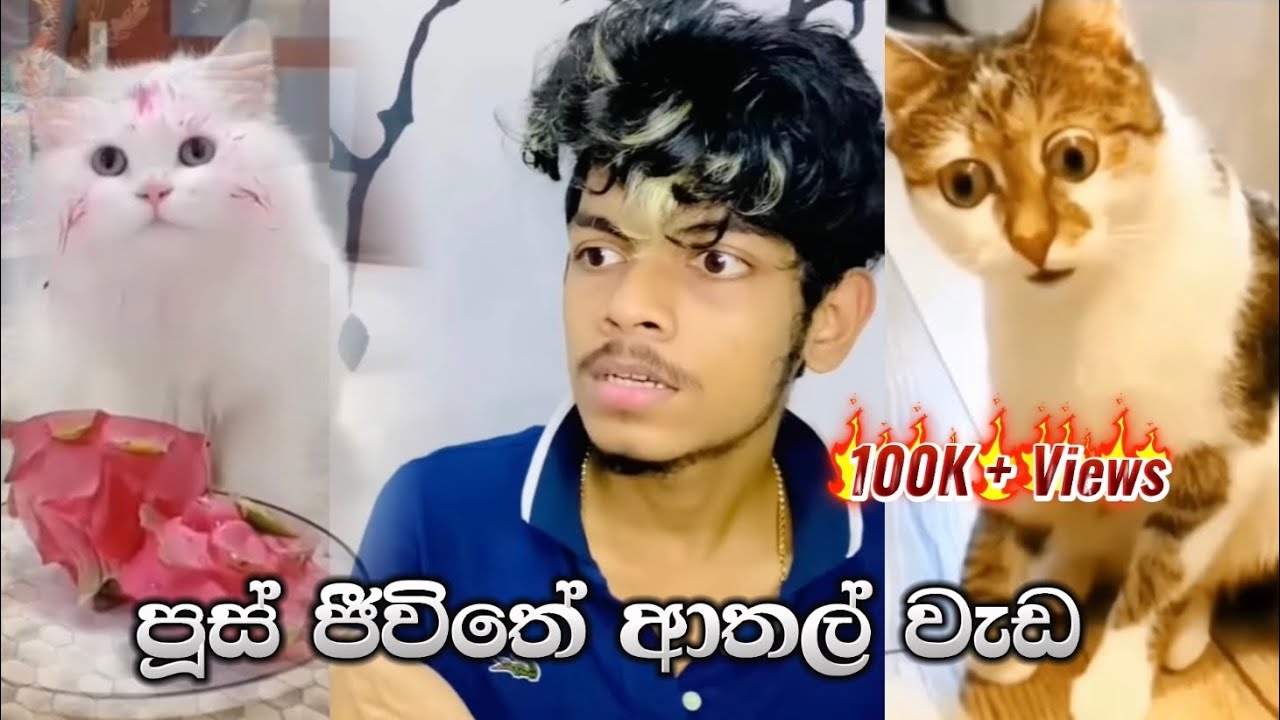 පූසි 😹 | පූසොන්ගේ ආතල් බලු වැඩ 😂🤘| Stefan kavee - YouTube