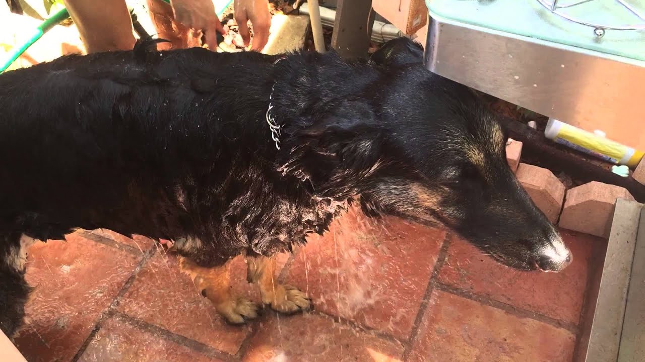 Pastor alemán al agua pato - YouTube