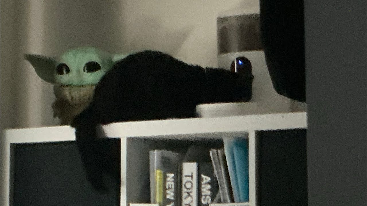 Cat Update - YouTube