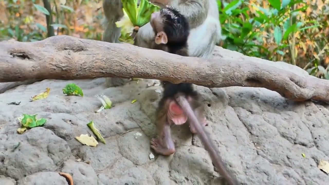The Newborn Monkey is Crying Shaking Most Cutie Baby | Cute Baby Monkey ...