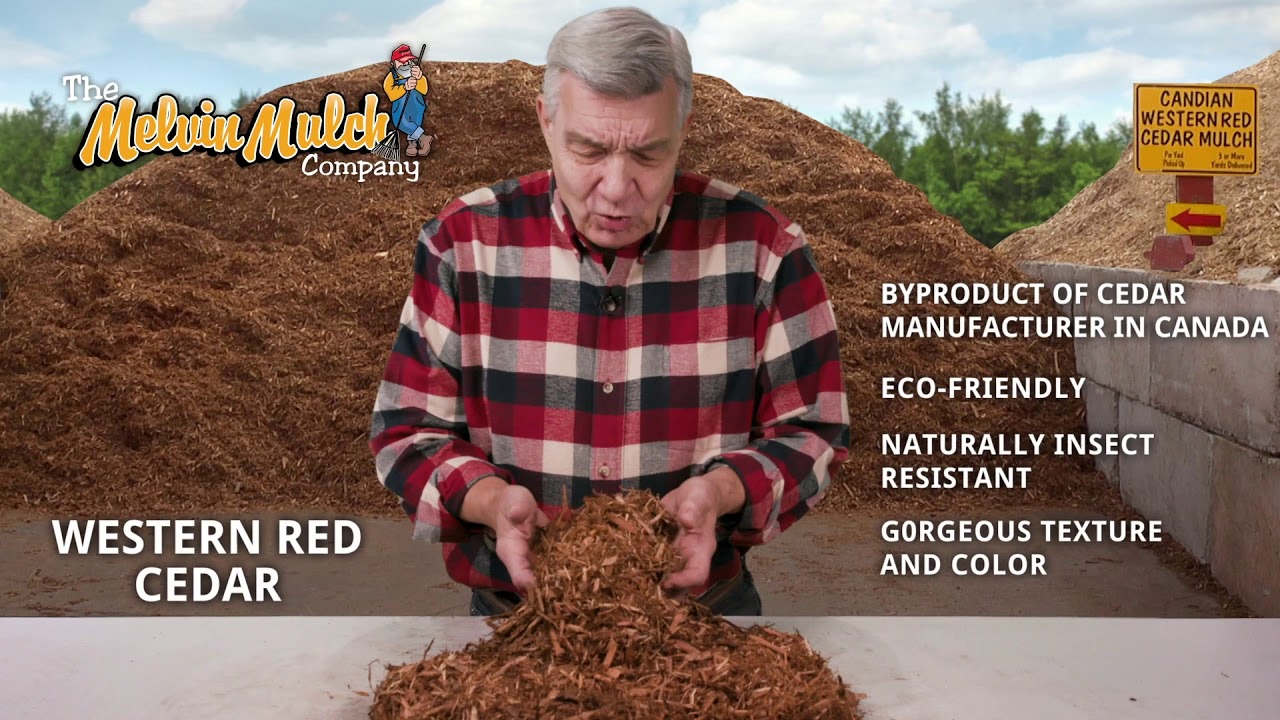 Melvin Mulch Western Red Cedar - YouTube