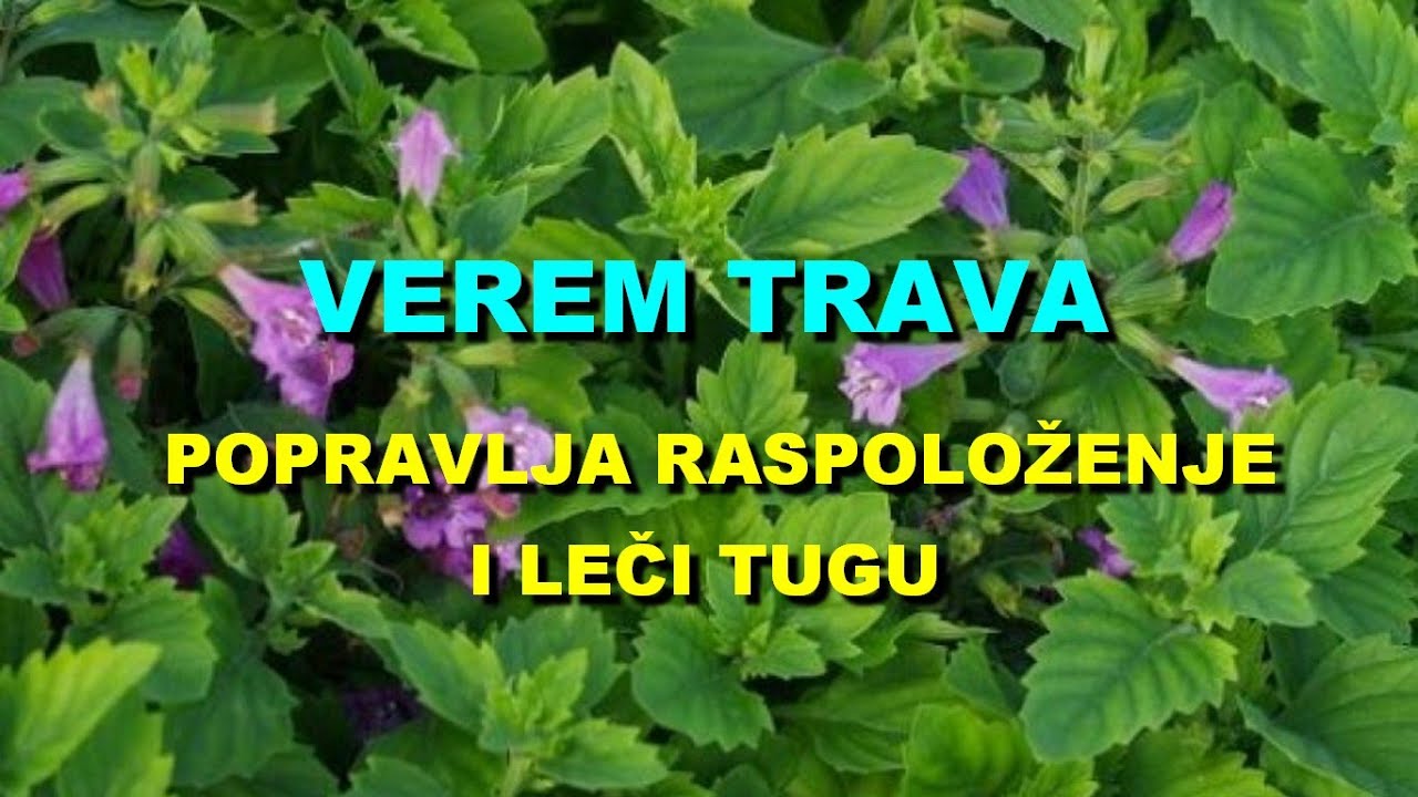 VEREM TRAVA - POPRAVLJA RASPOLOŽENJE i LEČI TUGU - YouTube
