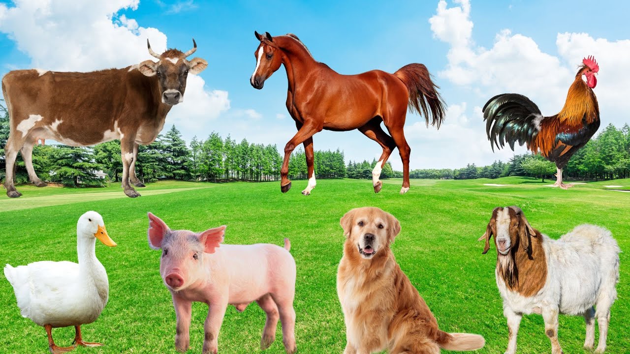A Compilation of Farm Animal Moments - Cows, Buffaloes, Horses, Sheep ...