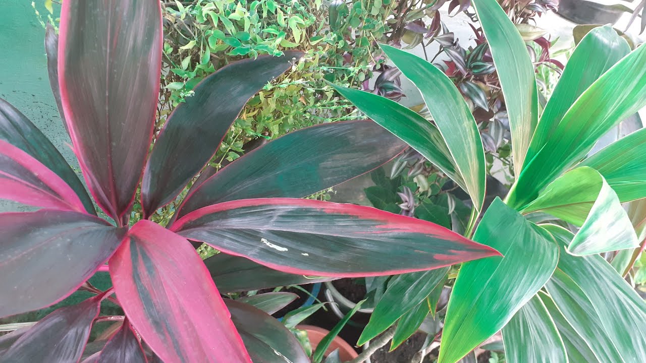 Dracaena Plant Ki Cuttings aasani se kese Lagaye......||RUPA GREEN ...