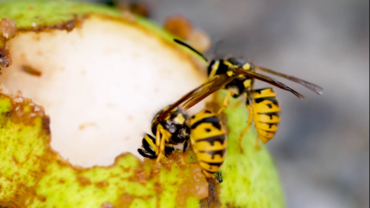 Ron Schara gives wasp safety tips - YouTube