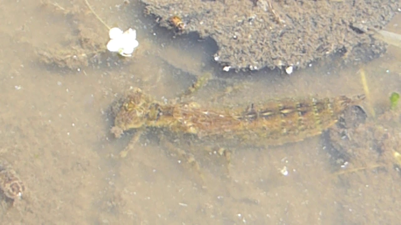 Dragonfly Nymph - Baby Dragonfly - Larvae - Drekaflugu lirfa ...