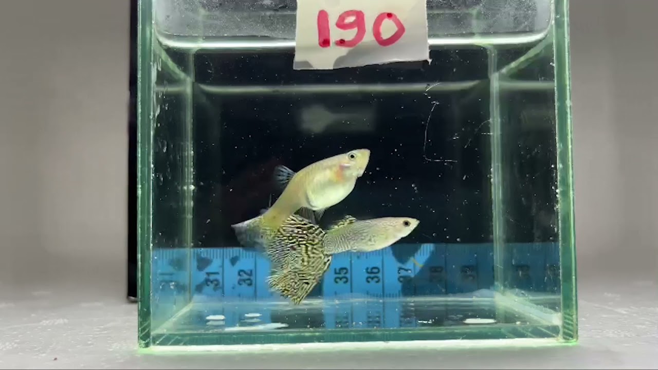 E Guppy Contest Vietnam 190 - YouTube