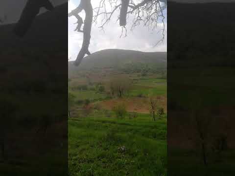 Jİ KERWANE ŞEHİDE ŞEHİT şehmus, ŞEHİT arif