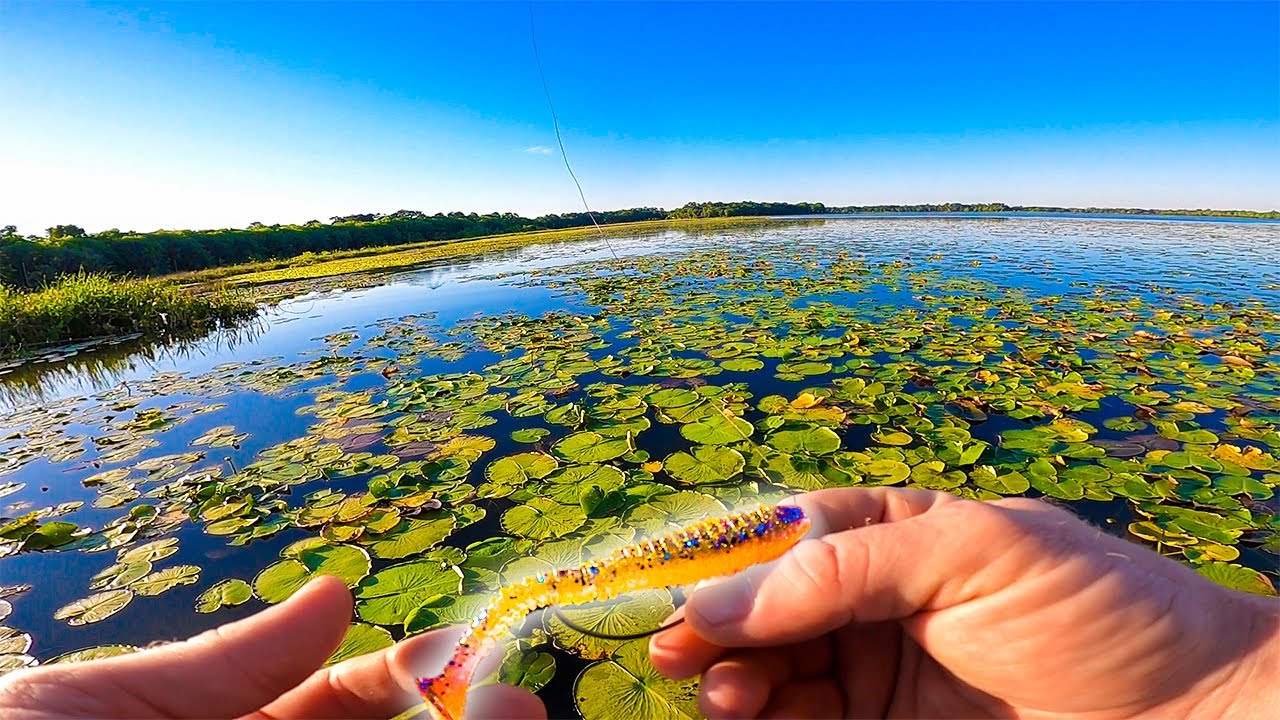 Catching BIG Bass in THICK Lily Pads! Big Bass Topwater Blowups! - YouTube