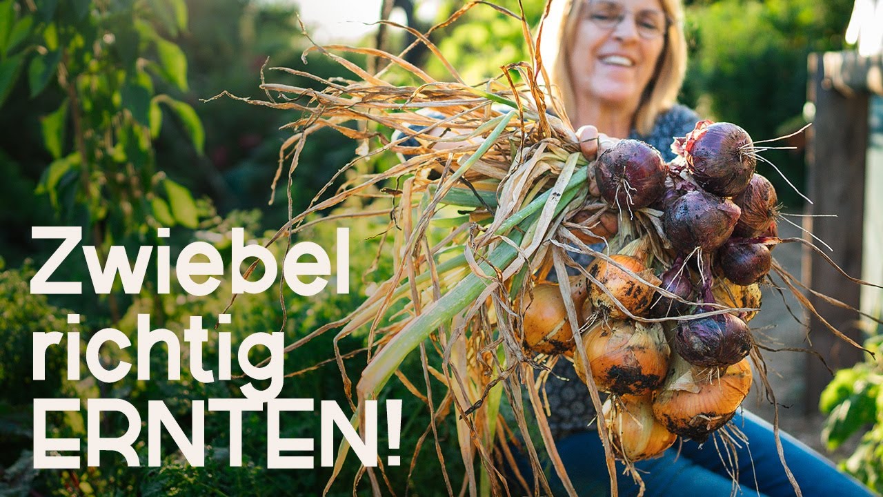 Fabelhafte Zwiebel Ernten Wann Bild