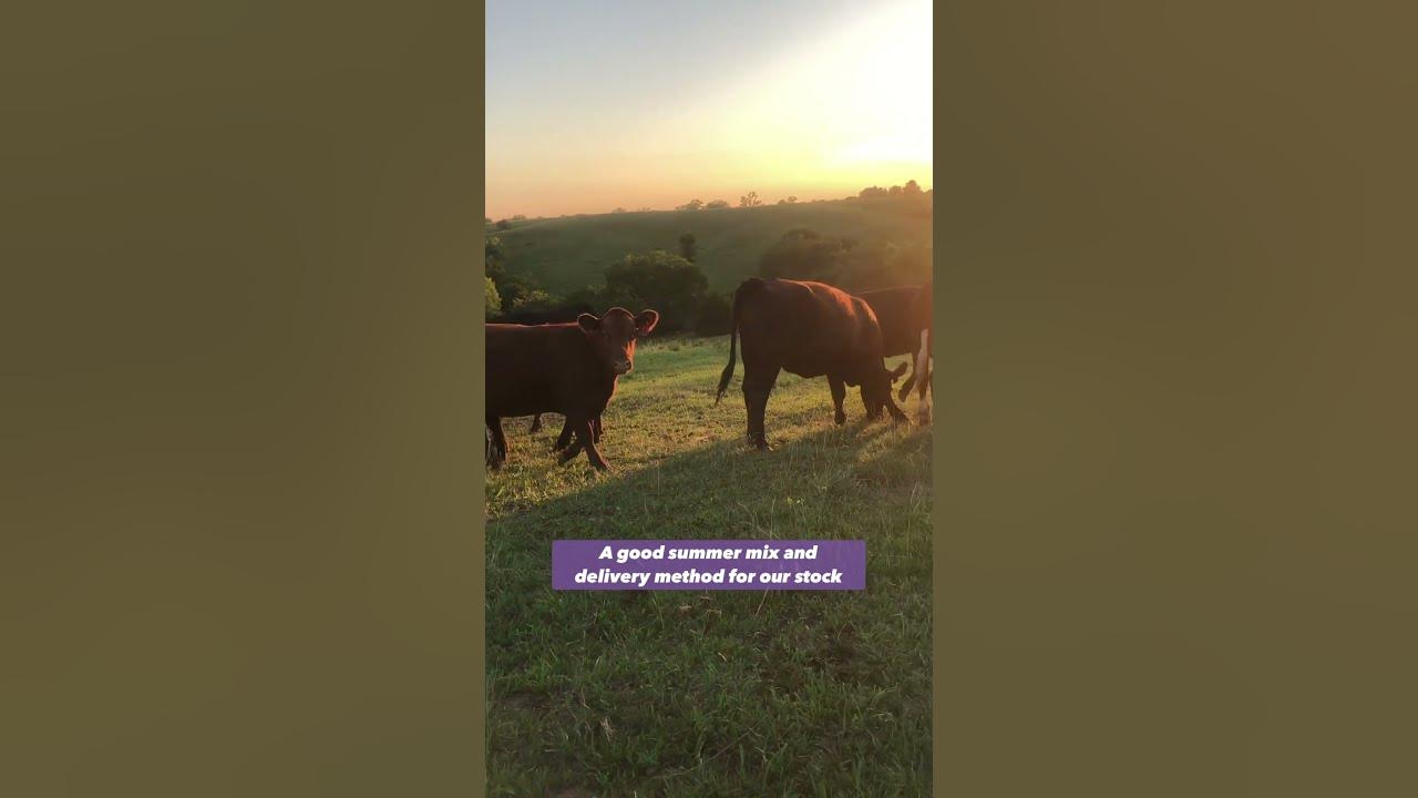Pull-type feeder #ranchlife #cowboy #showmethegoodlife #cows #feedtheworld - YouTube