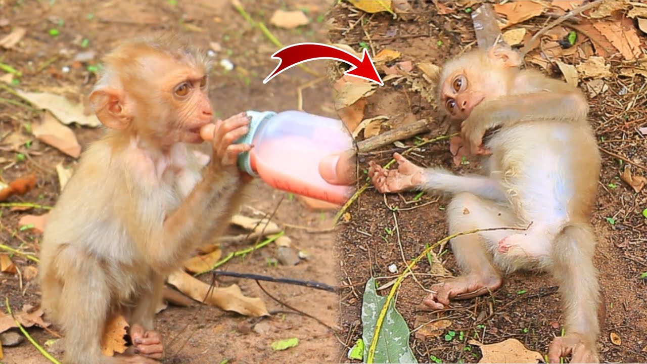 Angry Monkey Rejects Milk – You Won’t Believe His Reaction!"😢 - YouTube
