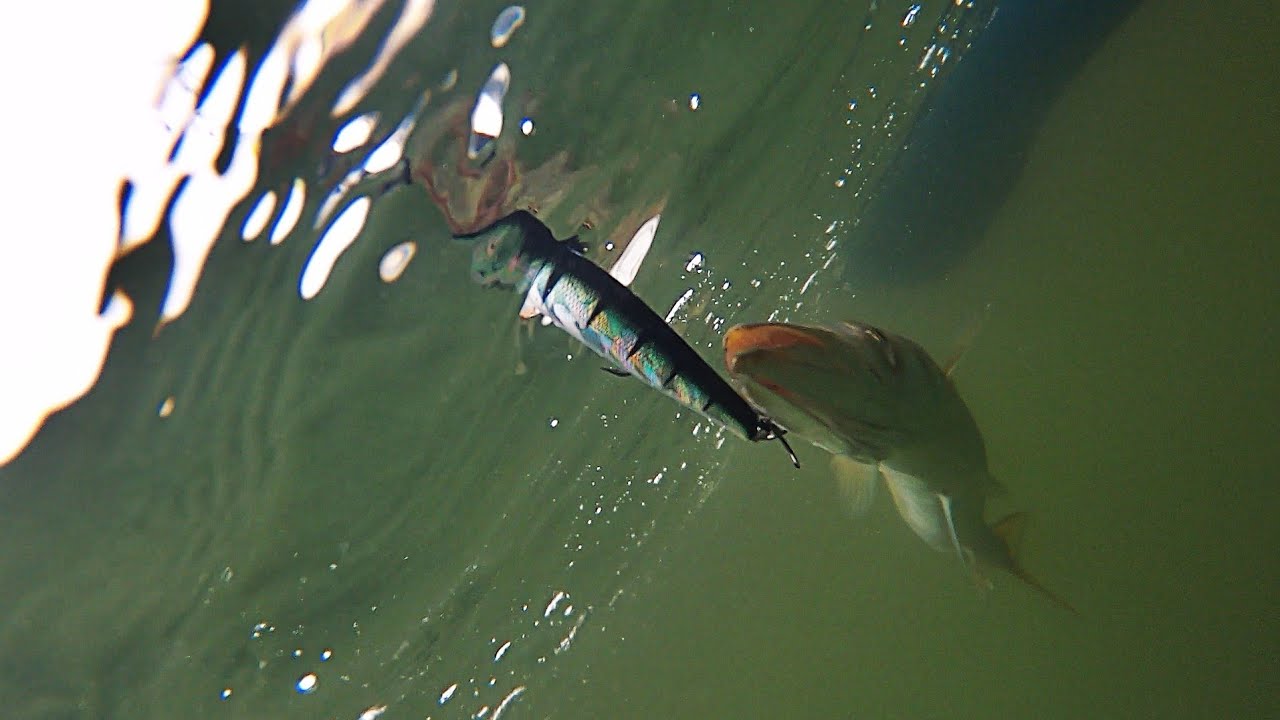 Fishing for predators in Melbourne - YouTube
