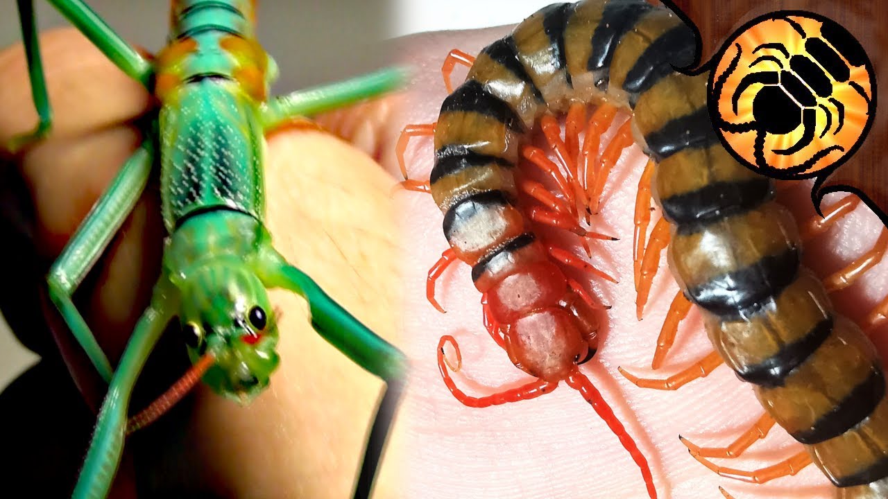Handling Centipede and Peppermint Stick Insect - YouTube