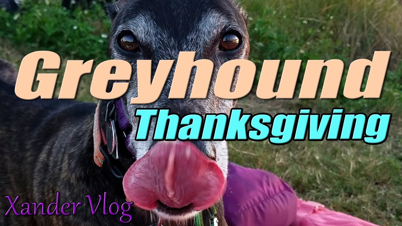 Greyhound celebrates a socially distanced Thanksgiving 2020 | Life with ...