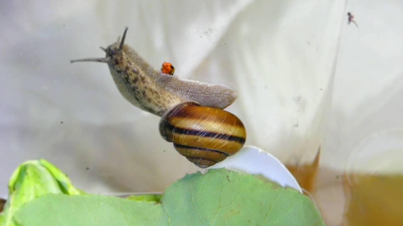 Sinistral Land Snail Excreting Feces in Timelapse ヒダリマキマイマイの脱糞【40倍速動画 ...