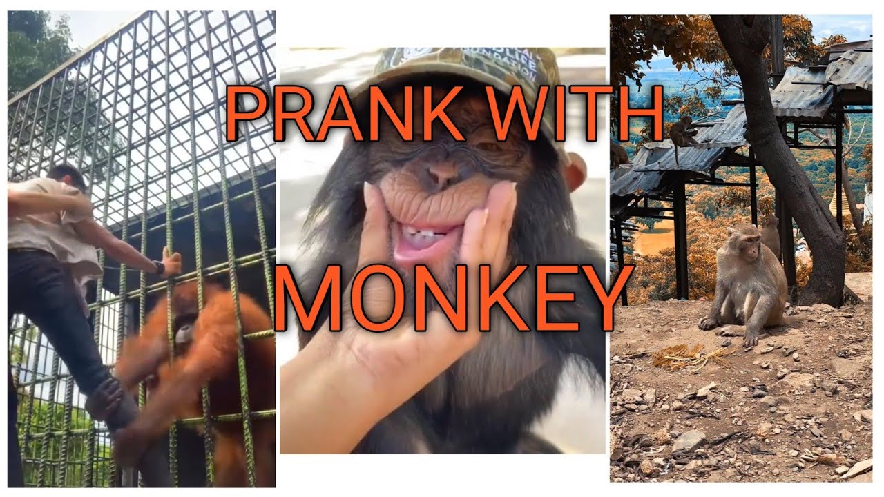 Prank with monkey vs man😆 Funny monkey | বানর কিভাবে মানুষের সাথে মজা ...