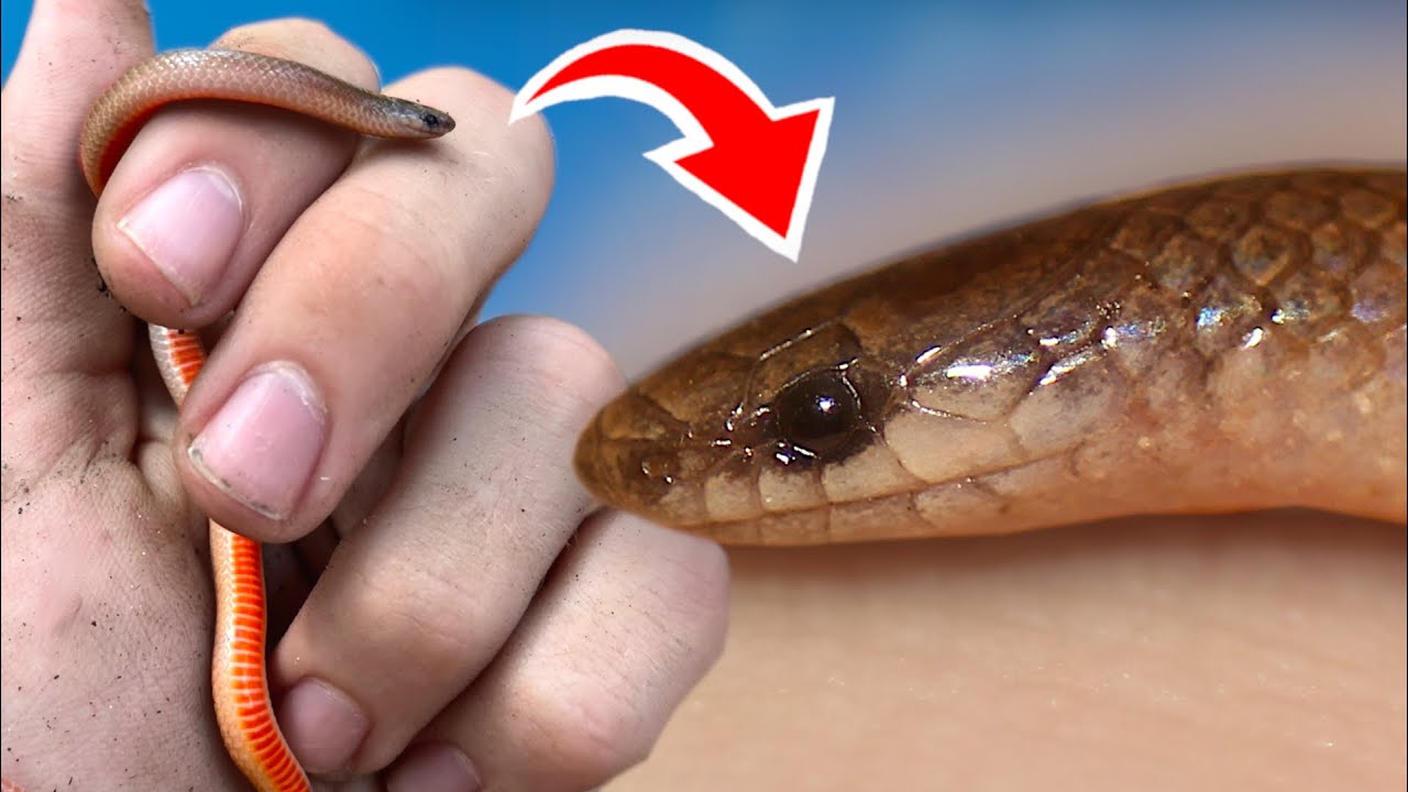 Up Close With a Flat-Headed Snake! - Are They DANGEROUS? - YouTube