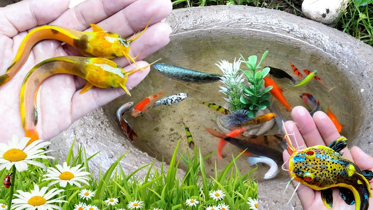Amazing fishing video, catch colorful fish, ornamental fish, betta fish ...