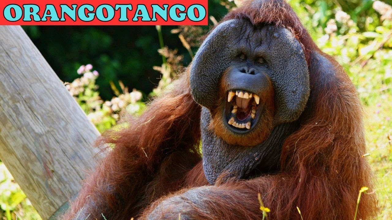 ORANGOTANGO [INCRÍVEL PRIMATA] - YouTube
