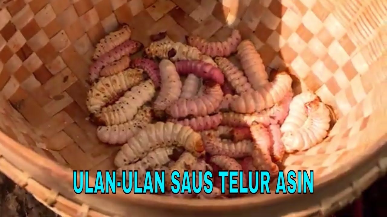 ULAN-ULAN SAUS TELUR ASIN | JEJAK SI GUNDUL (18/09/23) - YouTube