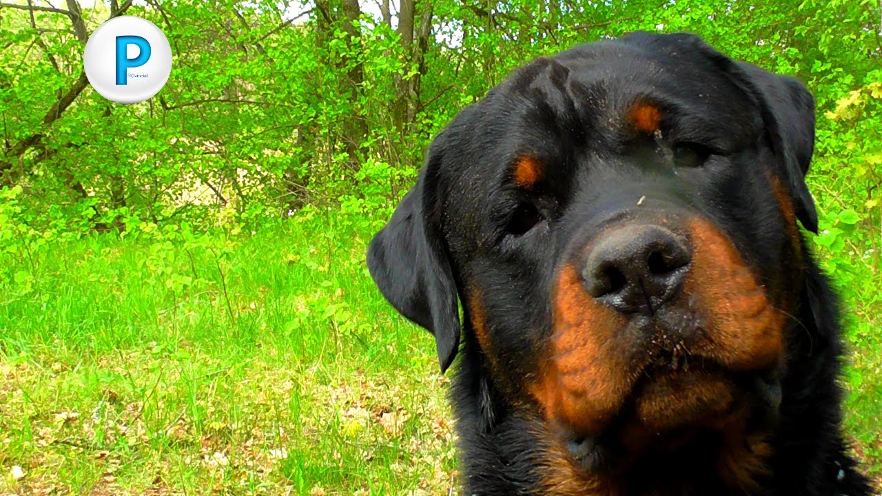 Лес ротвейлер и велосипед - Rottweiler forest and bicycle - YouTube