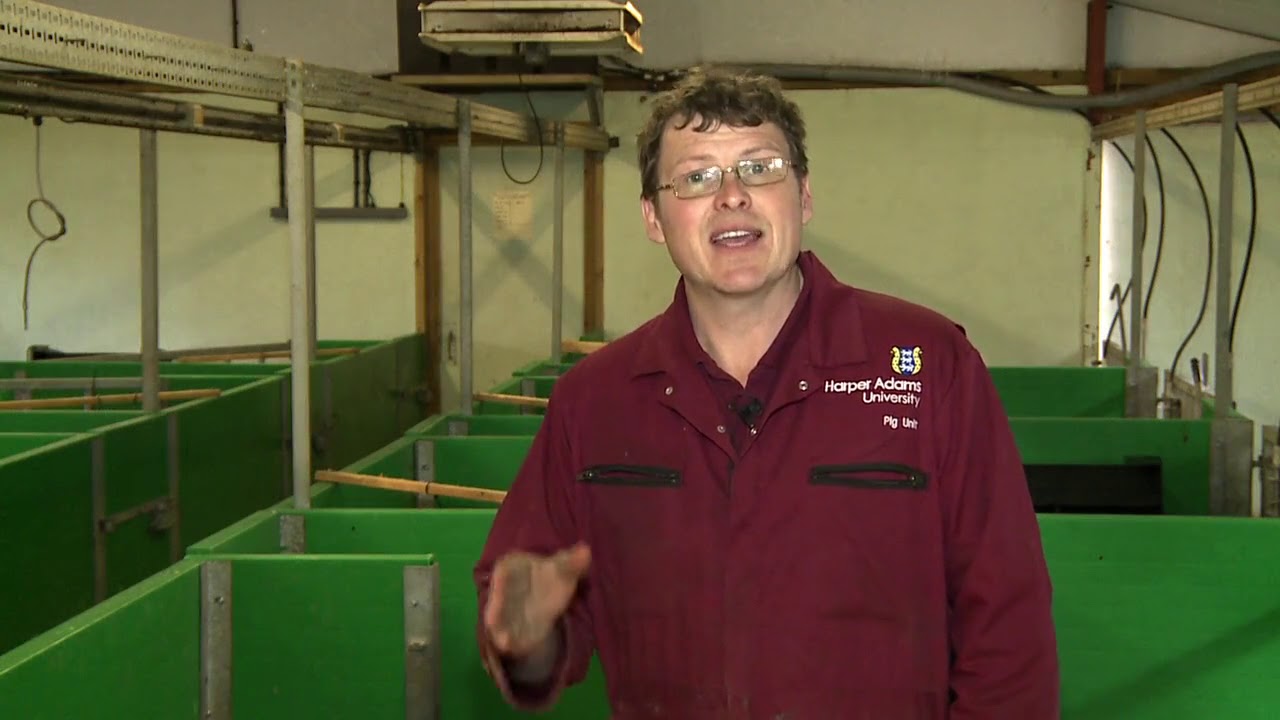 Pig Husbandry - Recovery Pens - YouTube