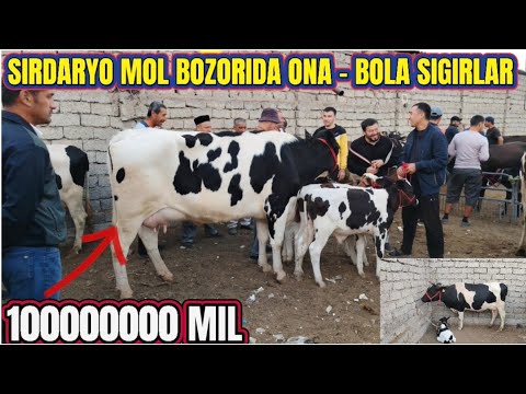 SIRDARYO MOL BOZORIDA ONA - BOLA SIGIRLARNING NARXLARI BILAN TANISHAMIZ 🐄🐄🐄🐄🐄 