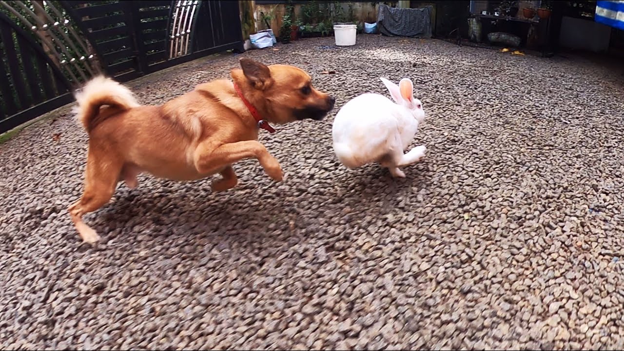 Puppy Attacking Rabbit puppy-attacking-rabbit