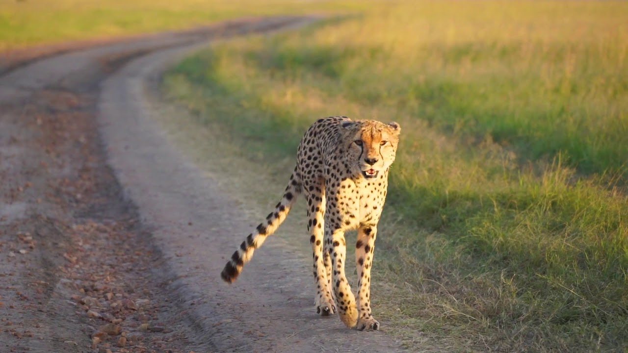 Chirping cheetah looking for his coalition mates - YouTube