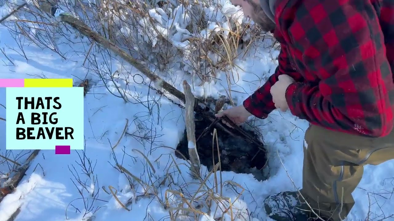 BEAVER TRAPPING IN MAINE "WINTER" #3 - YouTube