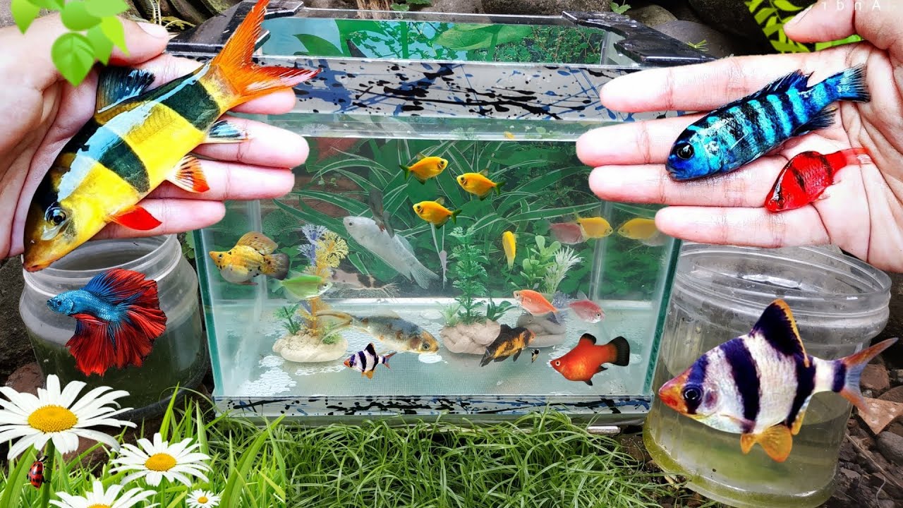 Catch Colorful Fish, Koi fish, Betta fish, Glofish, Guppy, Goldfish ...