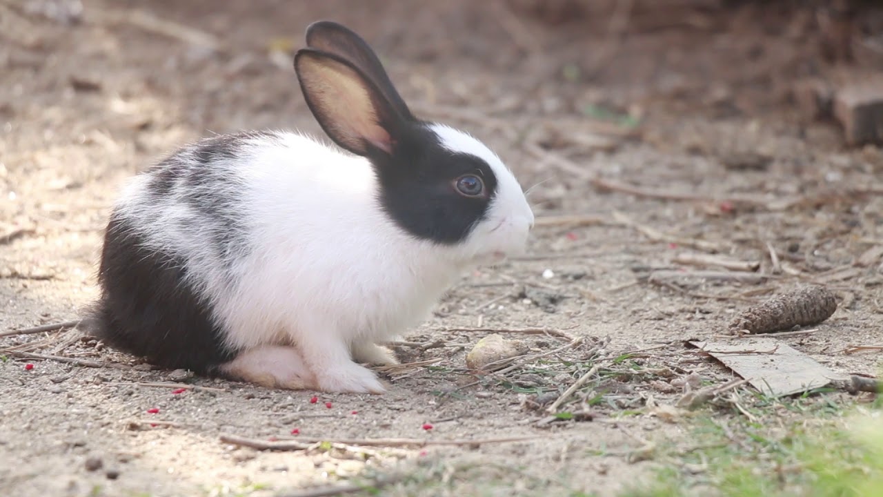 Playing Nepali Rabbit||नेपाली खरायो खेल्दै|| - YouTube