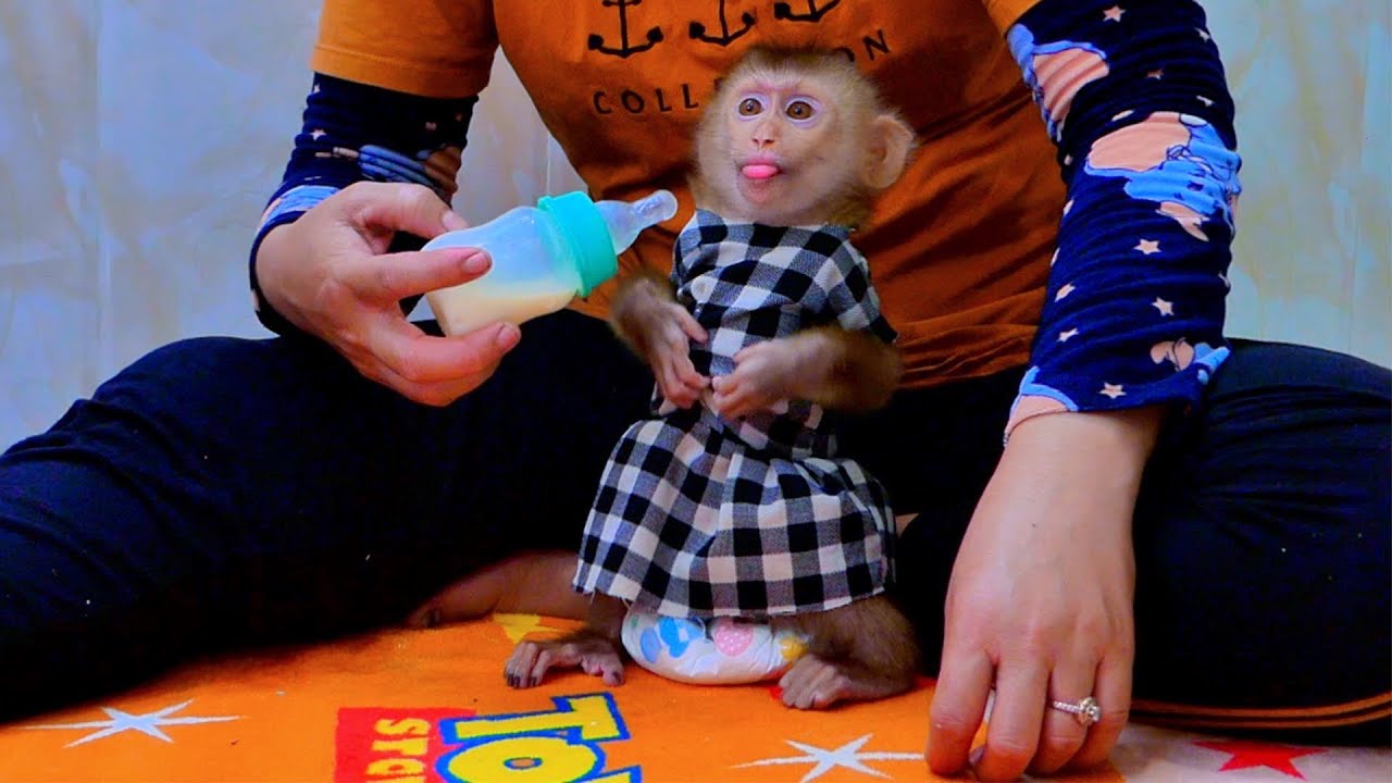 Monkey Baby Alan Lovely #Monkey Alan # - YouTube