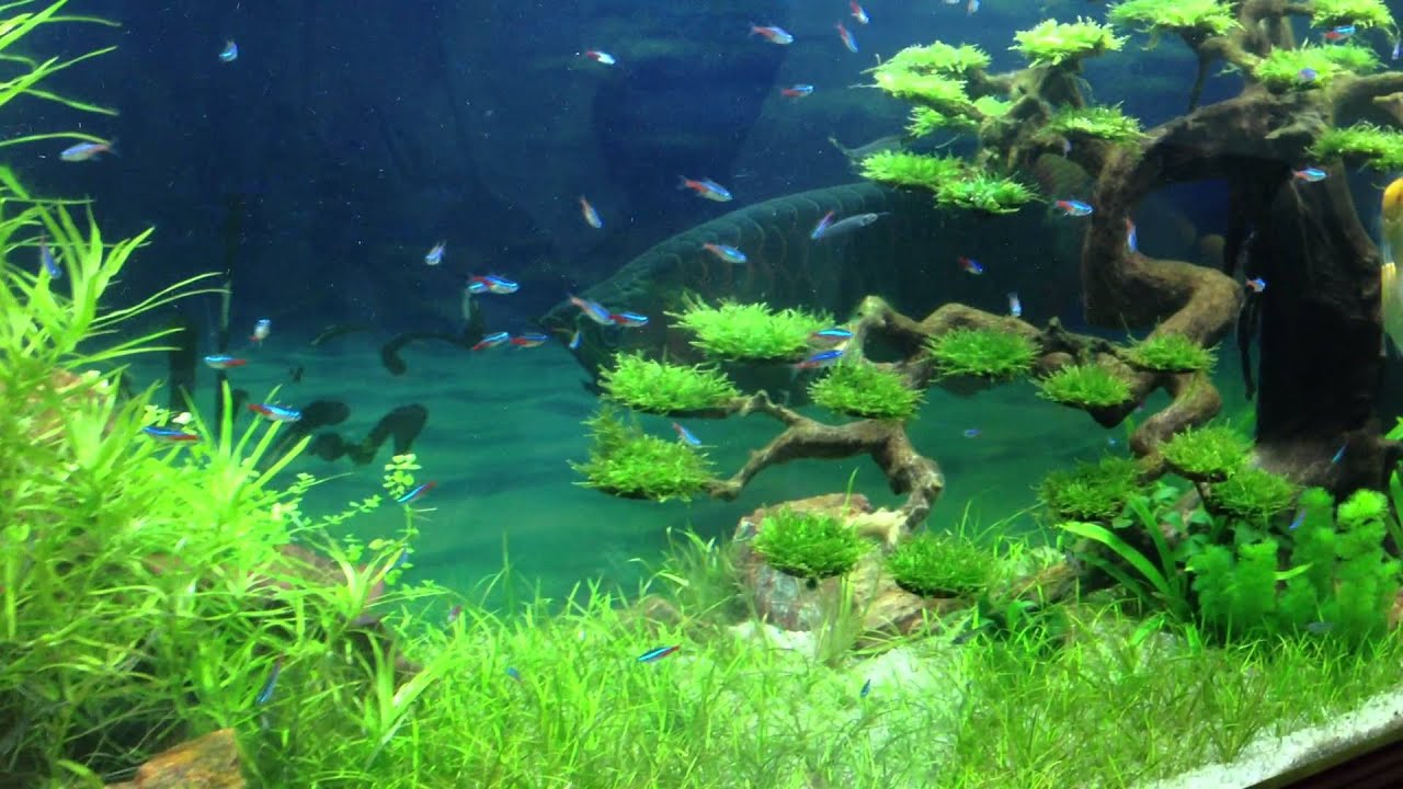 natural fish tank - YouTube