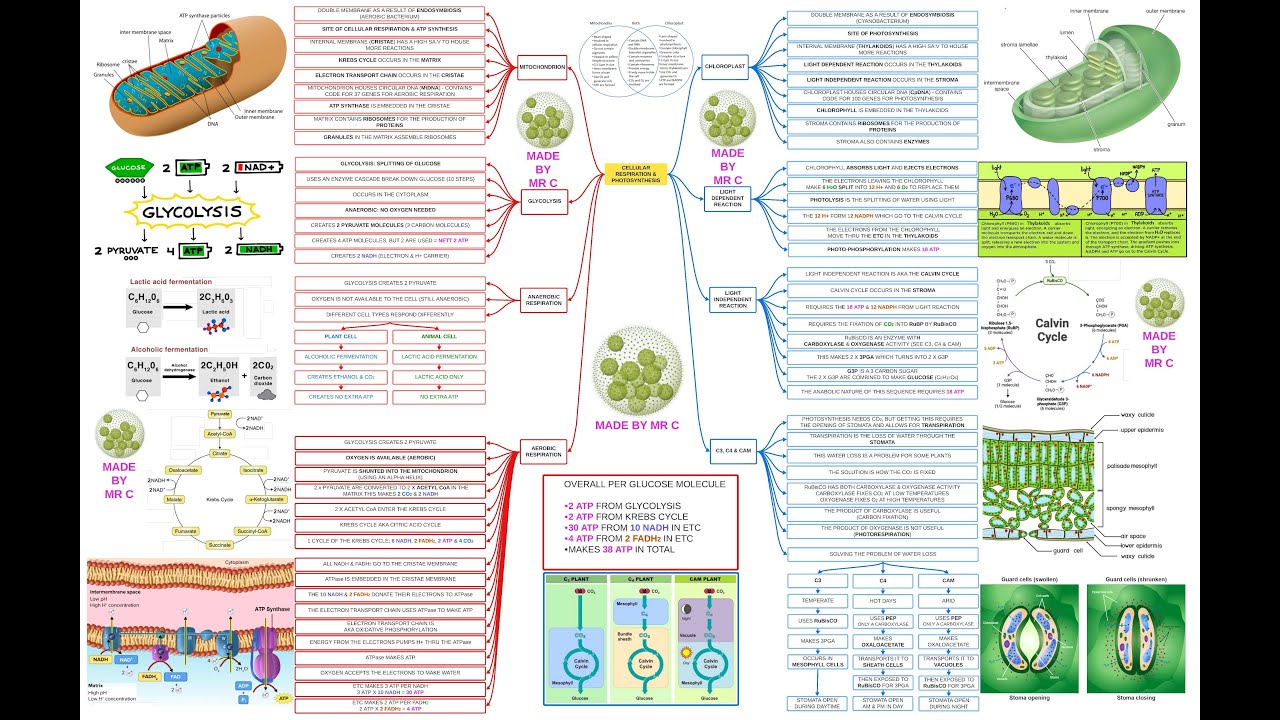 Cellular Respiration & Photosysthesis Mind Map - YouTube